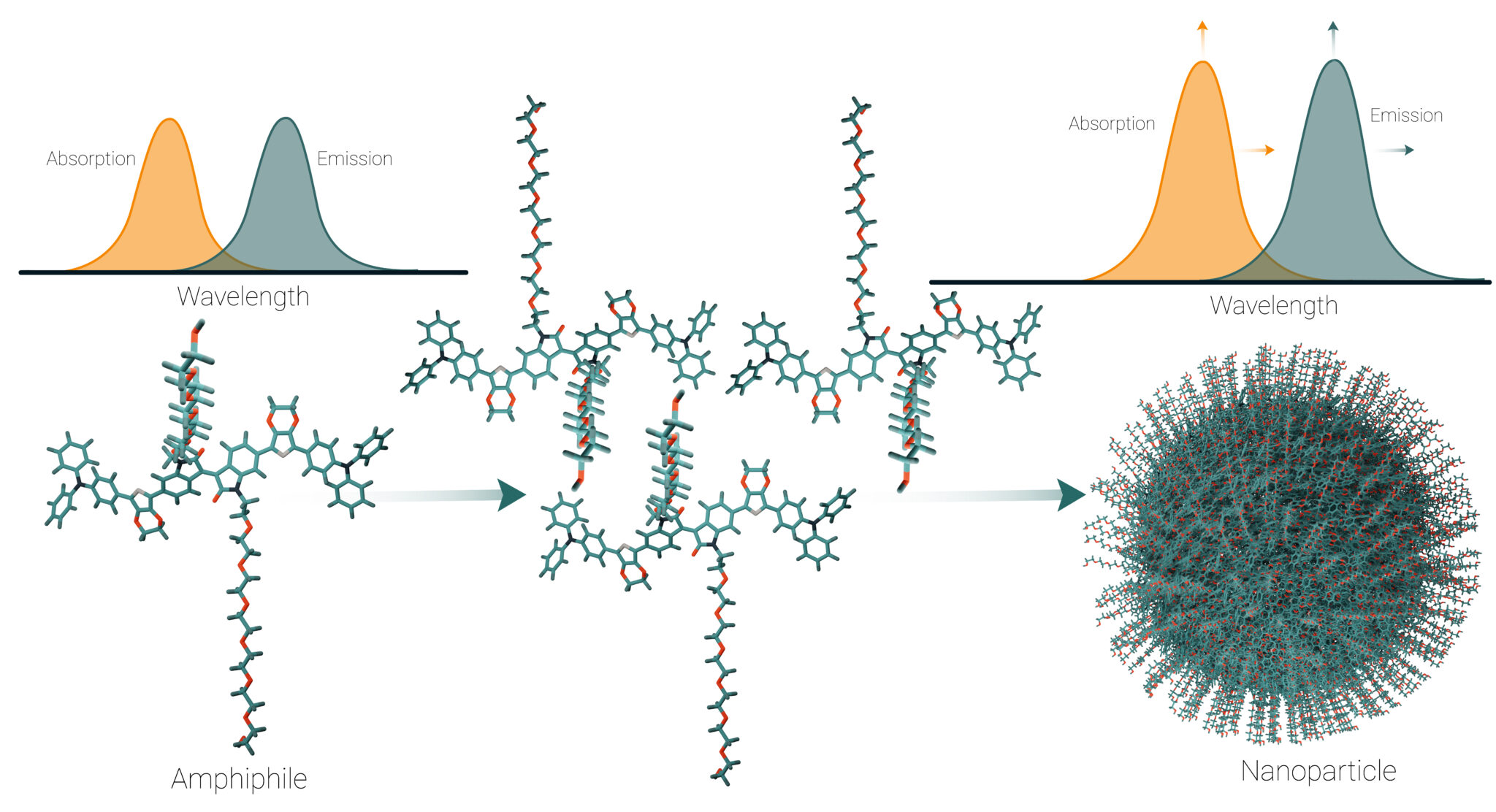 Polymer Dye Conjugates for Bioimaging Applications – Organic and ...
